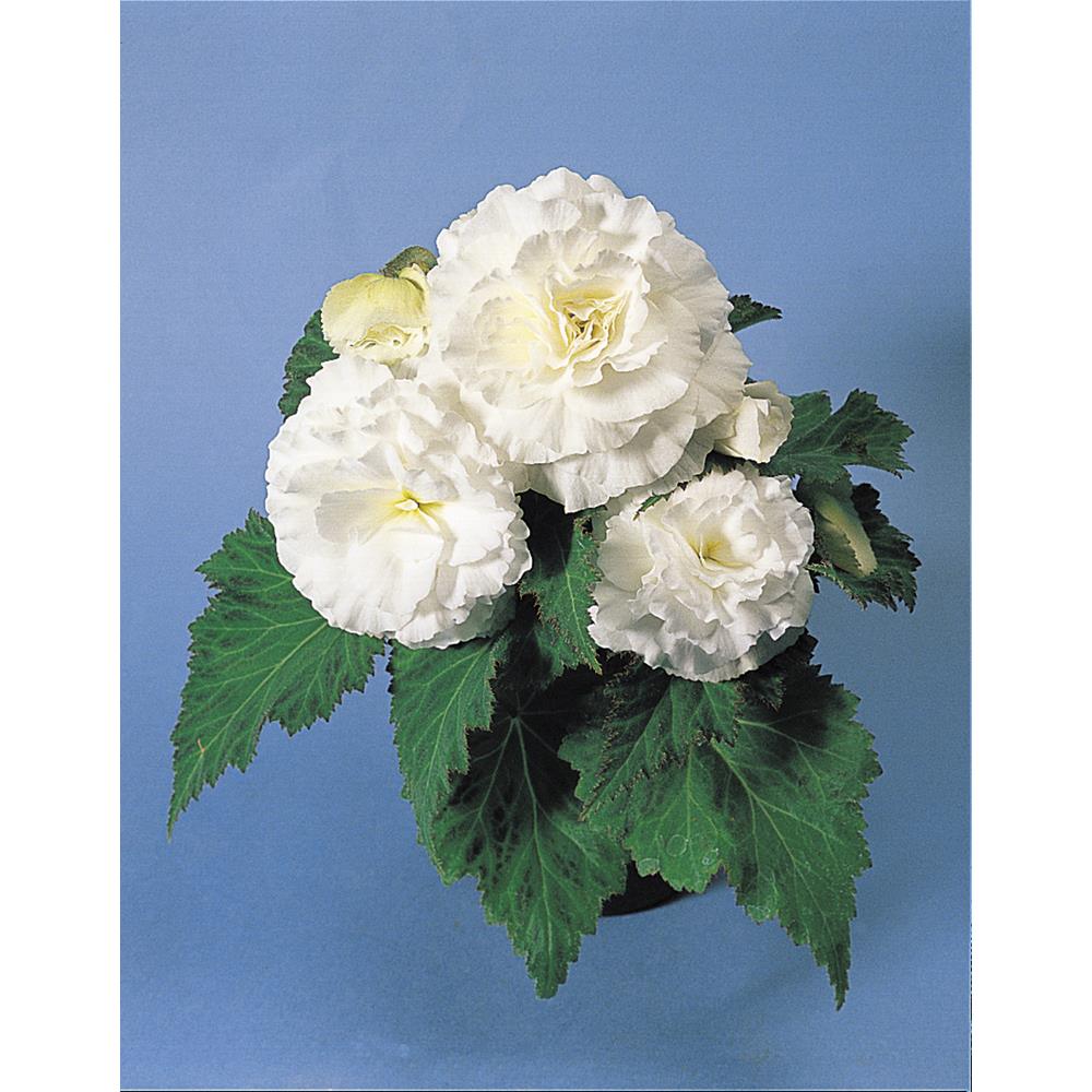 Begonia Nonstop White Premium Plants - Starter Plants - Polhill Garden ...