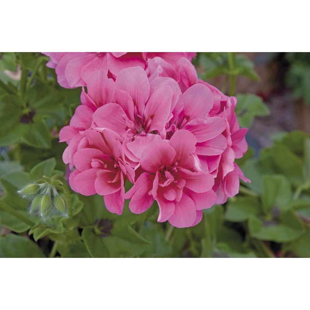Ivy Geranium Precision Rose Prem Plants - Starter Plants - Polhill ...