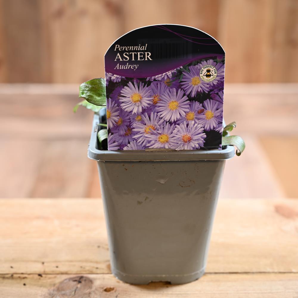 Aster Novi-Belgii Audrey 1L - Herbaceous Perennials - Polhill Garden Centre