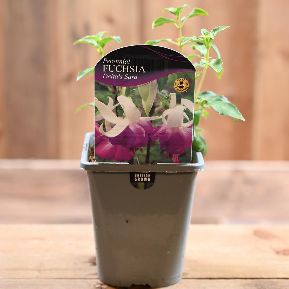 Fuchsia Delta'S Sara 1L - Herbaceous Perennials - Polhill Garden Centre
