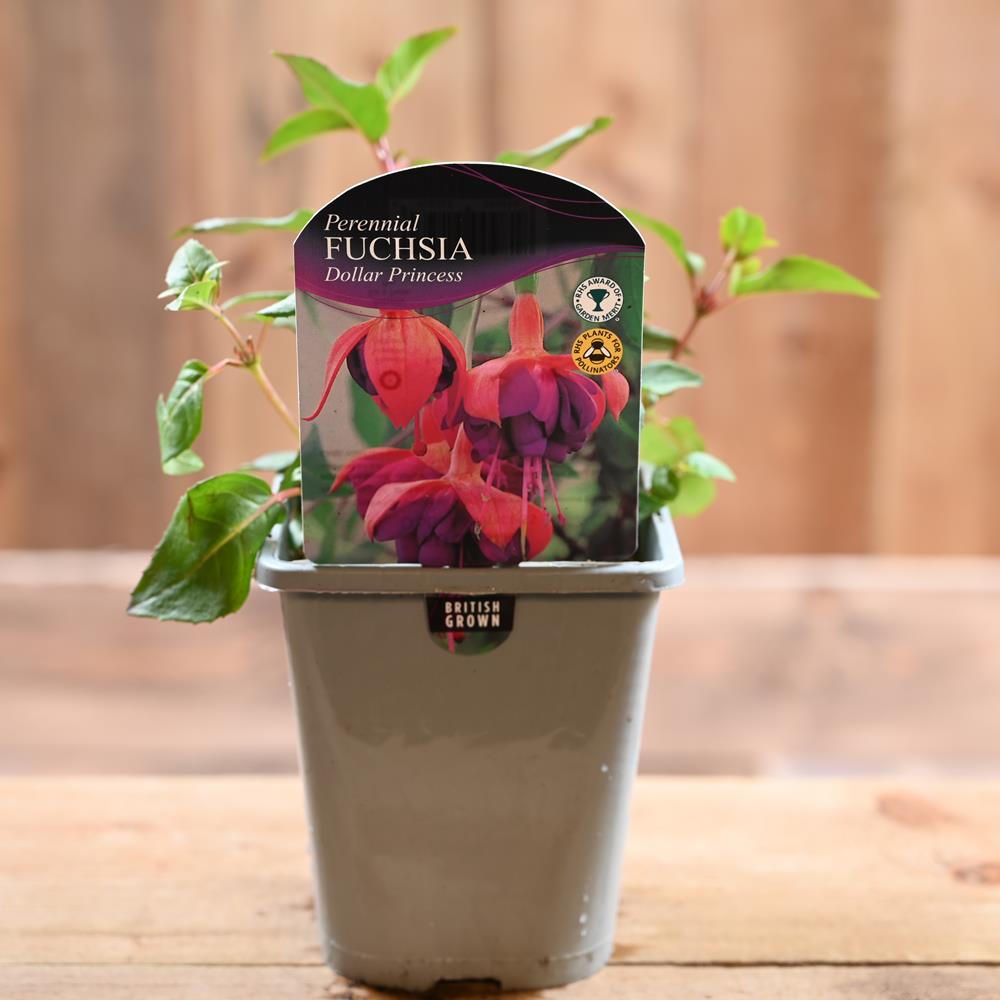 Fuchsia Dollar Princess 1L - Herbaceous Perennials - Polhill Garden Centre