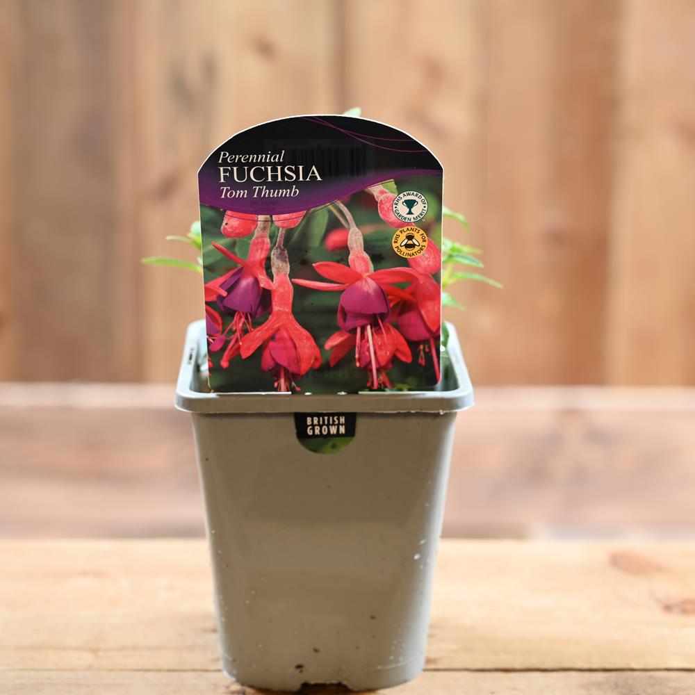 Fuchsia Tom Thumb 1L - Herbaceous Perennials - Polhill Garden Centre