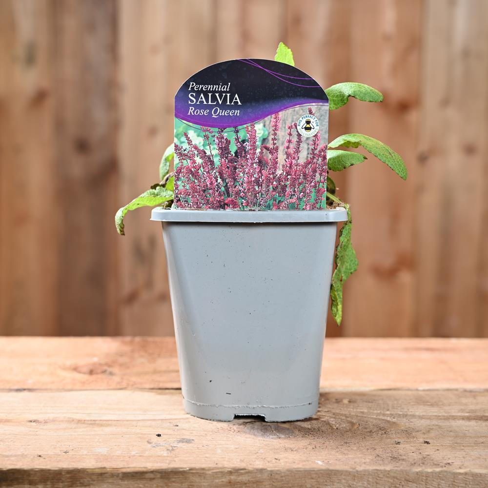 Salvia X Sylvestris Rose Queen 1L - Herbaceous Perennials - Polhill ...