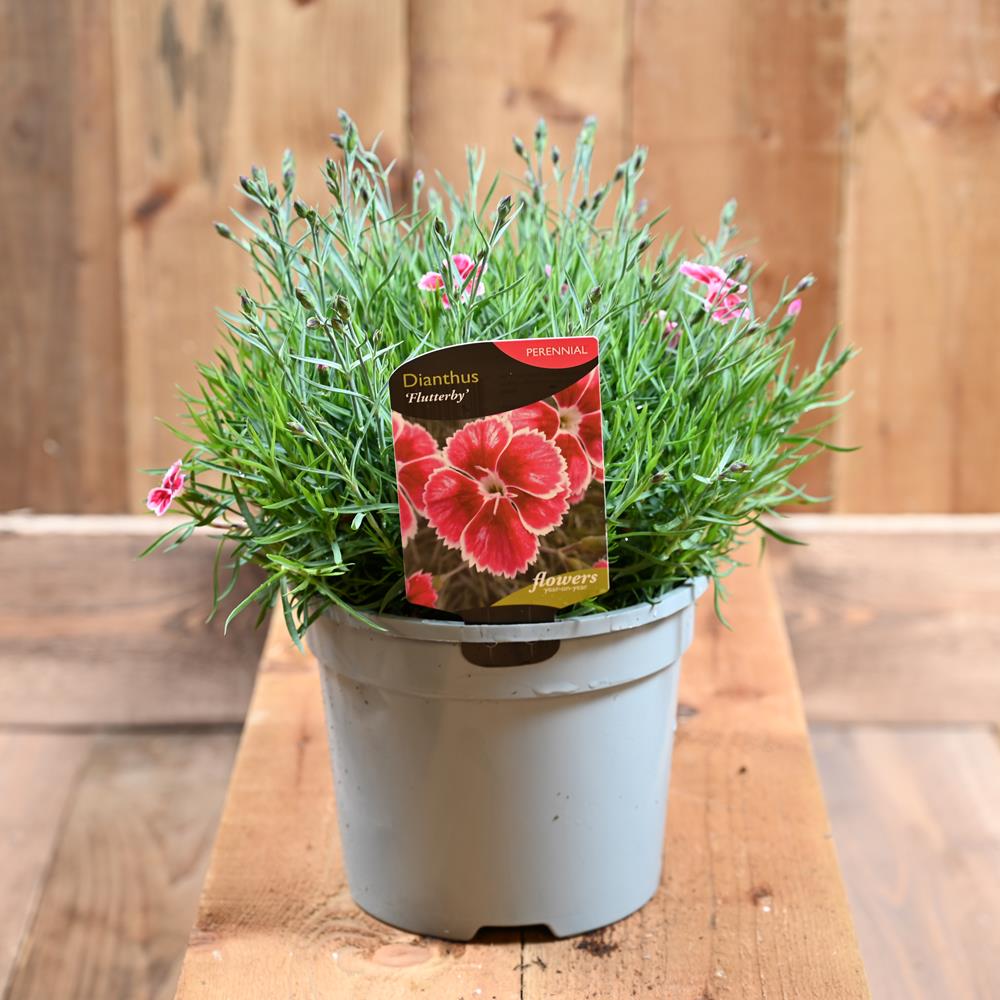 Dianthus Flutterby 3L - Herbaceous Perennials - Polhill Garden Centre