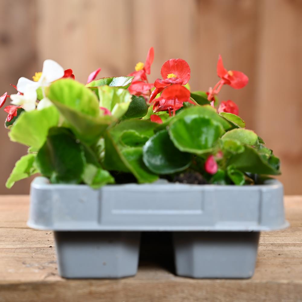 Begonia Green Leaf Mixed 6 Pack - Multipack - Polhill Garden Centre