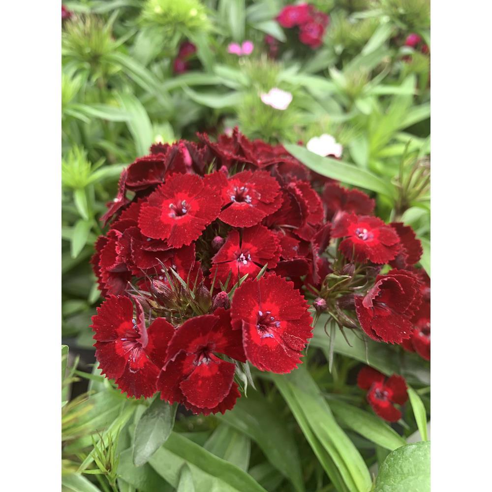 Dianthus Red 6 Pack - Multipack - Polhill Garden Centre