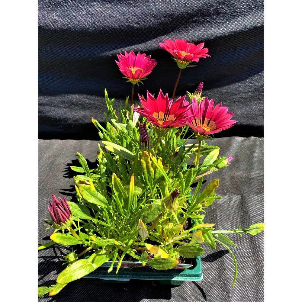 Gazania Red 6 Pack - Multipack - Polhill Garden Centre