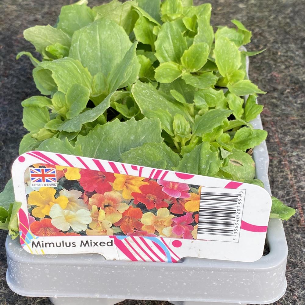 Mimulus Mixed 6 Pack - Multipack - Polhill Garden Centre