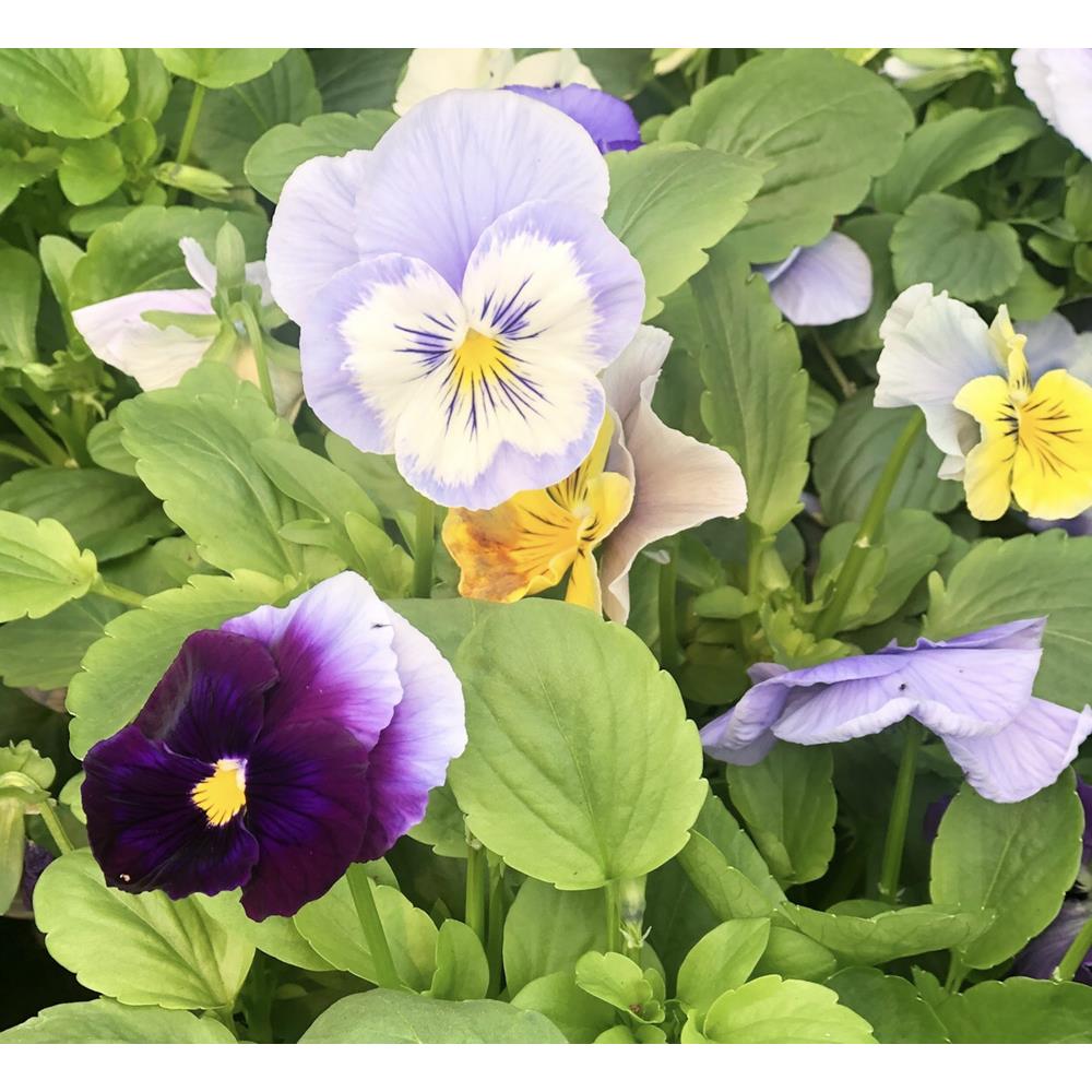 Pansy Ocean Breeze 6 Pack - Multipack - Polhill Garden Centre