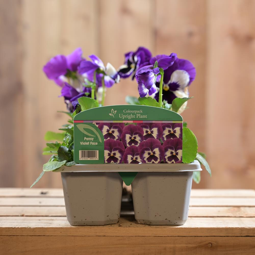 Pansy Violet Face 6 Pack - Multipack - Polhill Garden Centre
