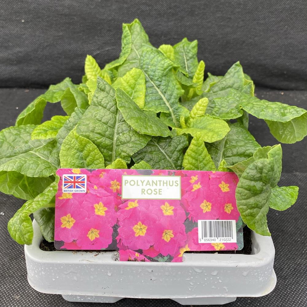 Polyanthus Rose 6 Pack Primula - Multipack - Polhill Garden Centre