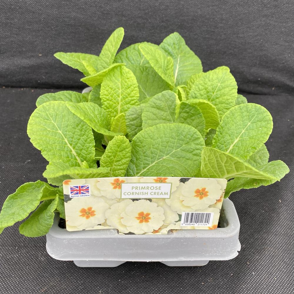 Primrose Cornish Cream 6 Pack Primula - Multipack - Polhill Garden Centre