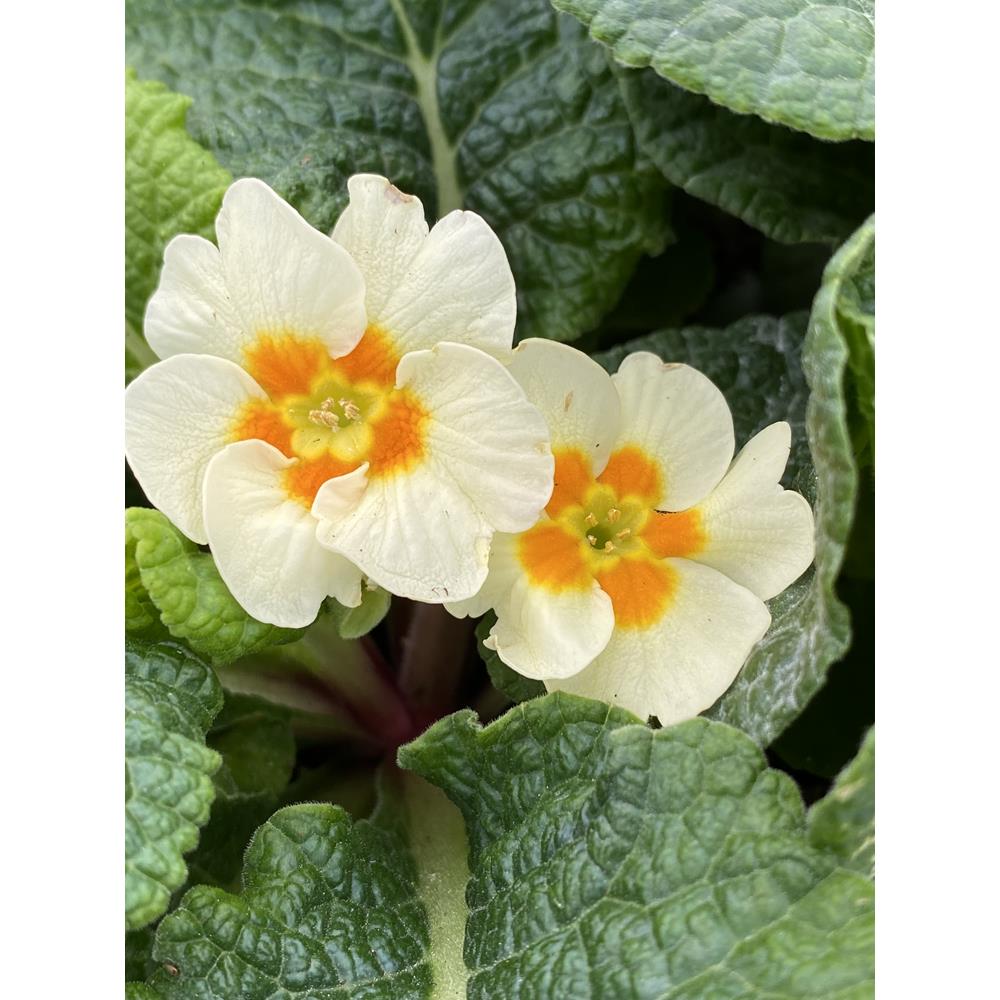 Primrose Cornish Cream 6 Pack Primula - Multipack - Polhill Garden Centre