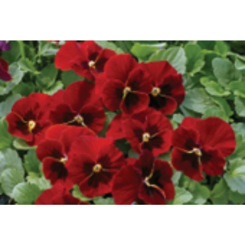 Viola Red Blotch 6 Pack - Multipack - Polhill Garden Centre