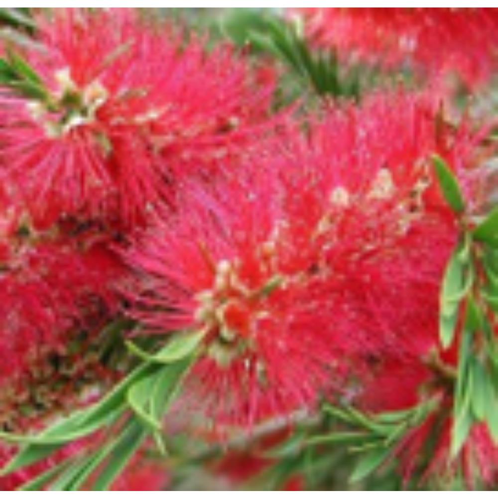 Callistemon Laevis 15L Pot - Evergreen Shrubs - Polhill Garden Centre