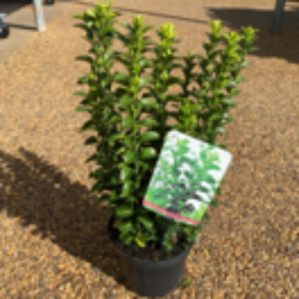 Euonymus Green Rocket 25cm - Hardy and Half Hardy Shrubs - Polhill ...