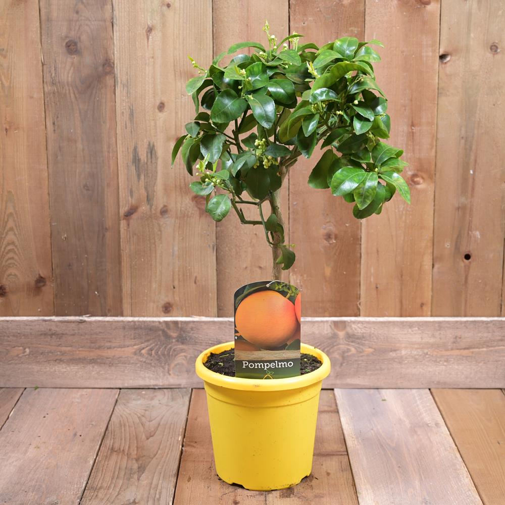 Grapefruit Mini Stem 20cm pot - Fruit Trees - Polhill Garden Centre