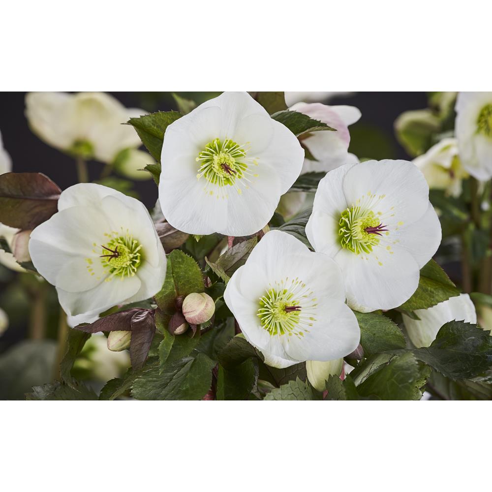 Helleborus Ice N' Roses Bianco 4.5L Pot - Herbaceous Perennials ...