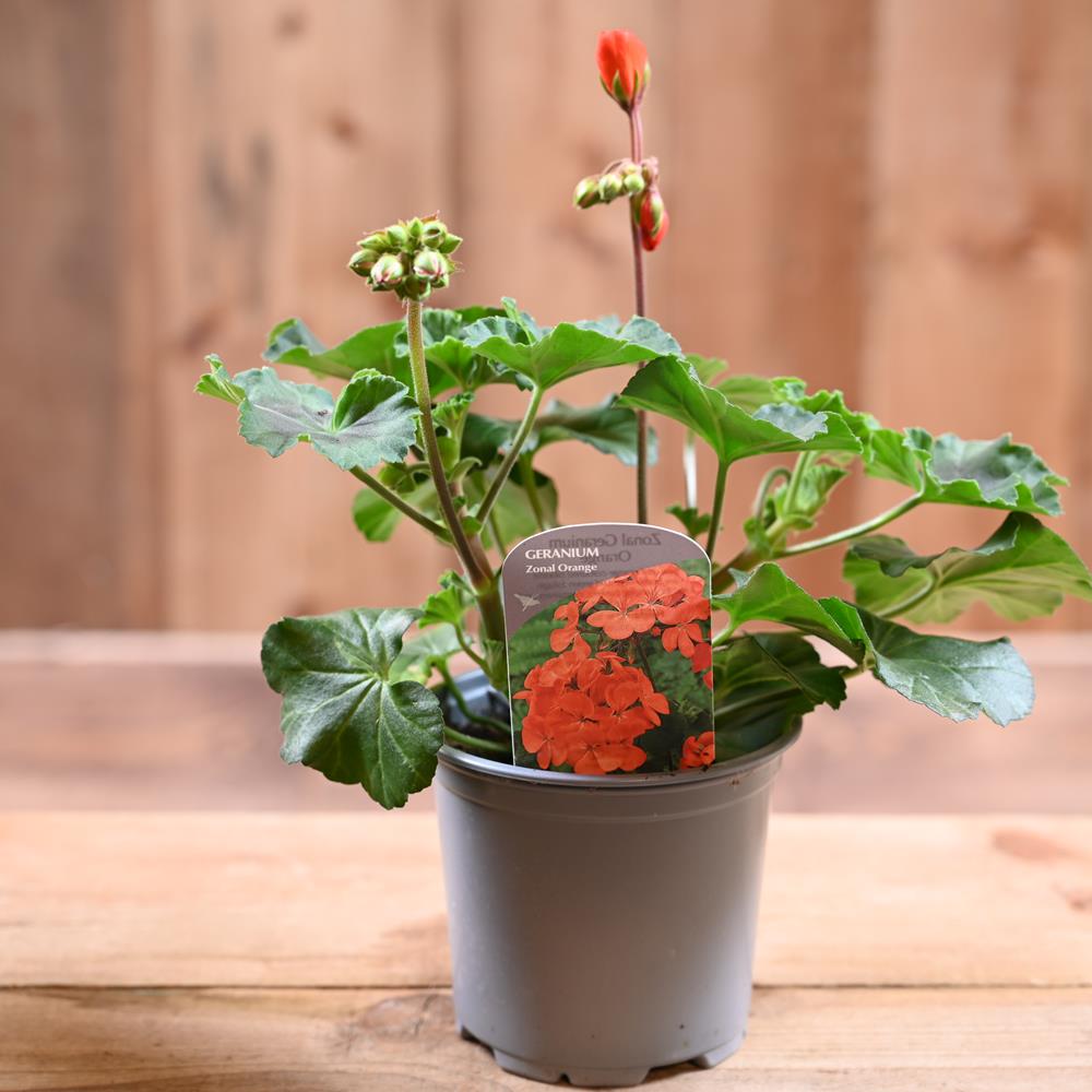 Zonal Geranium 10.5cm Orange - Bedding Plants - Polhill Garden Centre