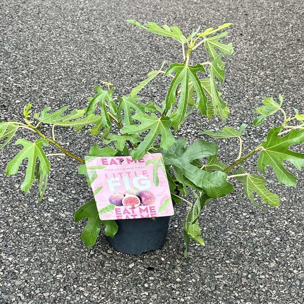 Ficus Little Miss Figgy In a2L Pot - Fruit Trees - Polhill Garden Centre