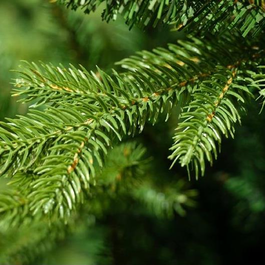 Allison Pine 5ft Artificial Christmas Tree - Artificial Christmas Trees ...