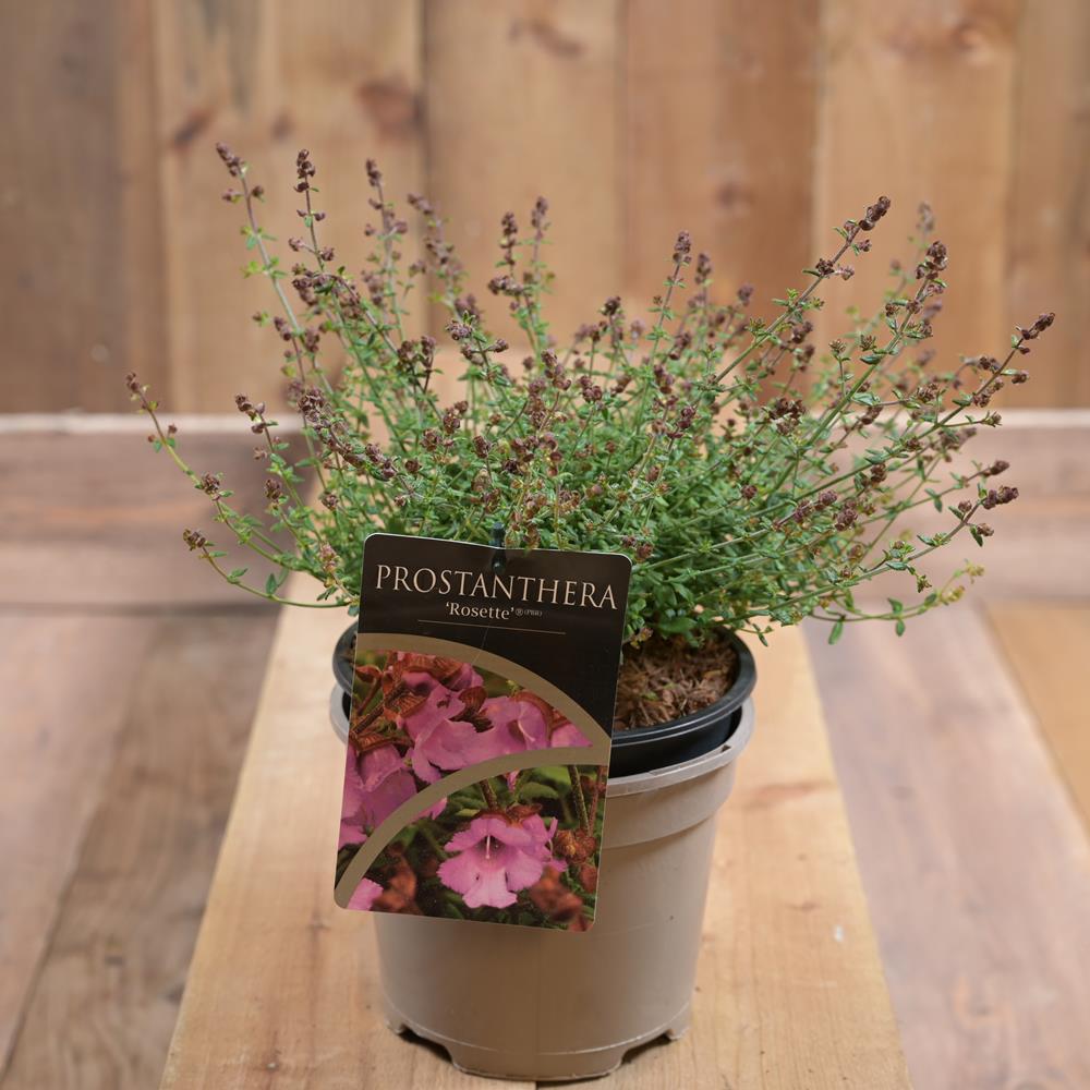Prostanthera Rosetta 3L - Evergreen Shrubs - Polhill Garden Centre