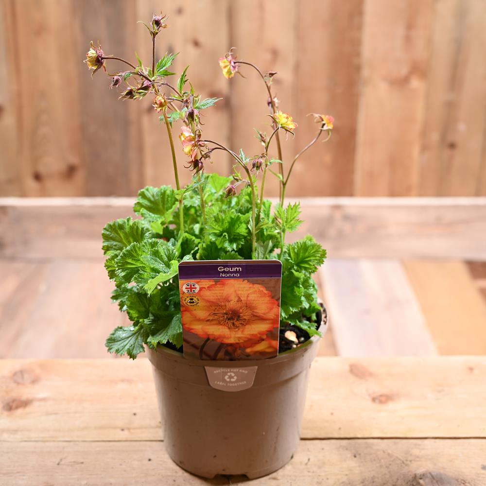 Geum Nonna 2 Litre - Herbaceous Perennials - Polhill Garden Centre