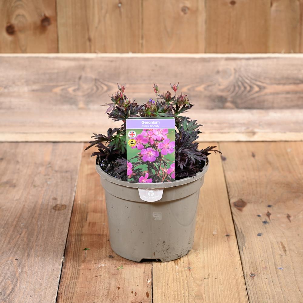 Geranium Black Beauty 3L - Herbaceous Perennials - Polhill Garden Centre