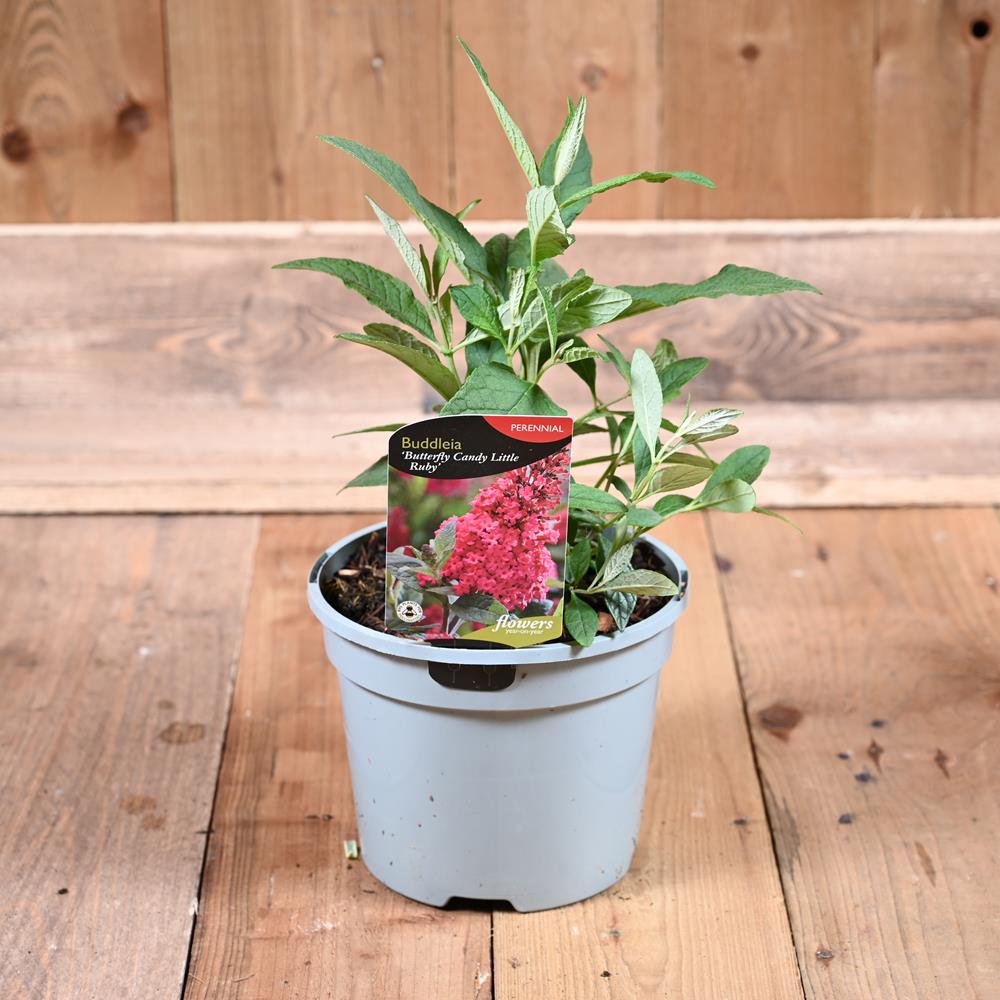 Buddleia Butterfly Candy Little Ruby 3L - Deciduous Shrubs - Polhill ...