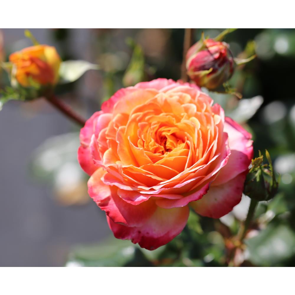 Meteor 3L - Bush Roses - Polhill Garden Centre