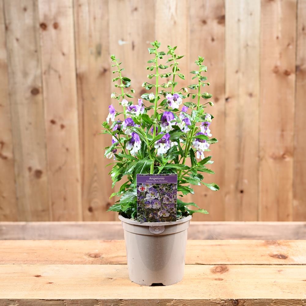 Angelonia Plant Angelonia Plant Care Guide | Plantly
