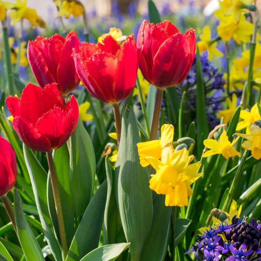 Gardening Bulbs | Polhill Garden Centre - View Our Range at Polhill ...